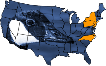 Geese Removal & Management, Clearing, Control in NJ | GEESE CHASERS™