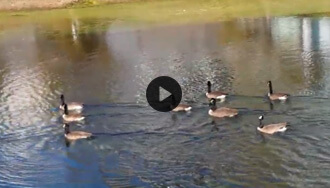Geese Removal & Management, Clearing, Control in NJ | GEESE CHASERS™