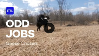 Geese Removal & Management, Clearing, Control in NJ | GEESE CHASERS™