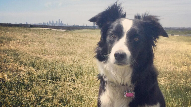 Want to get rid of a goose? Take a gander at these border collies ...