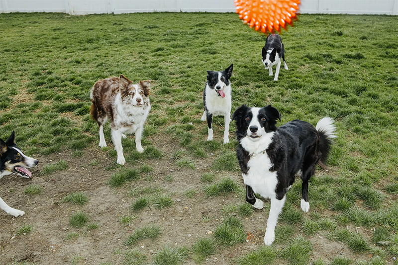 His Business? Hiring and Managing Dogs to Chase Geese. - Geese Chasers LLC