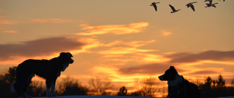 Geese Removal, Management & Control in NJ | GEESE CHASERS™